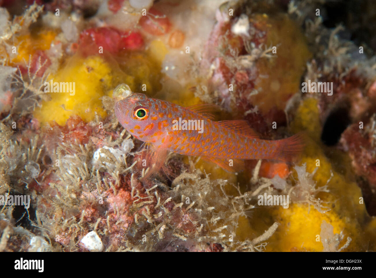Okinawa Dwarfgoby (Trimma okinawae) adult, resting on reef, Lembeh ...