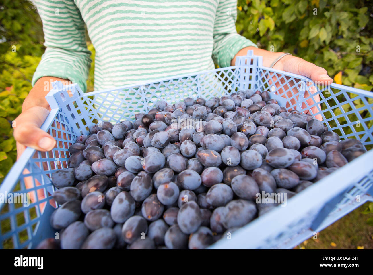 A woman picking Damsons growing in an orchard near Pershore, Vale of ...