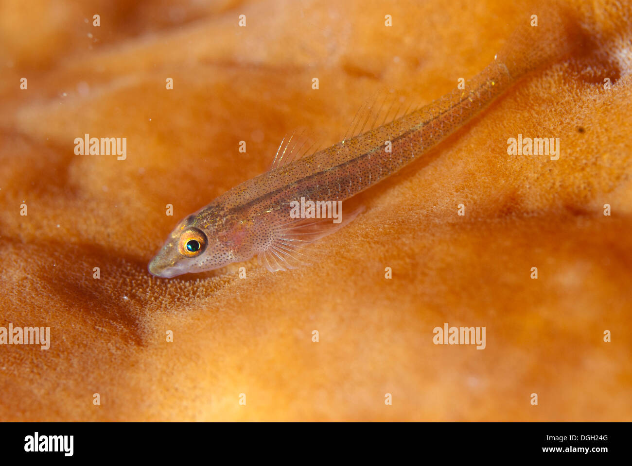 Staghorn Ghostgoby (Pleurosicya fringilla) adult resting on sponge ...