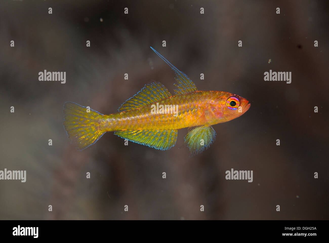 Taylor's Dwarfgoby (Trimma taylori) adult, with extended fins, Lembeh ...
