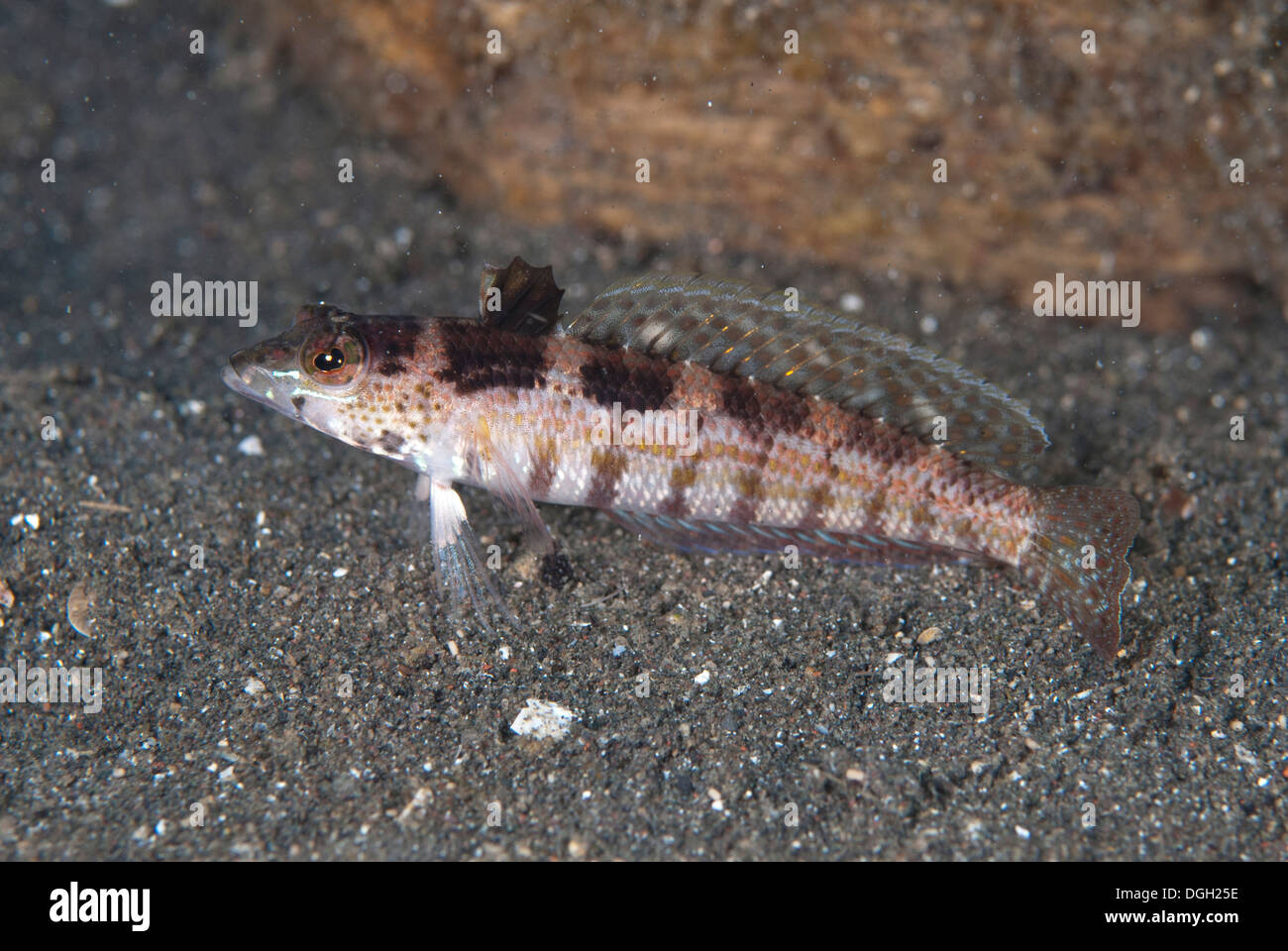 Blackfin Sandperch (Parapercis snyderi) adult with extended dorsal fin ...