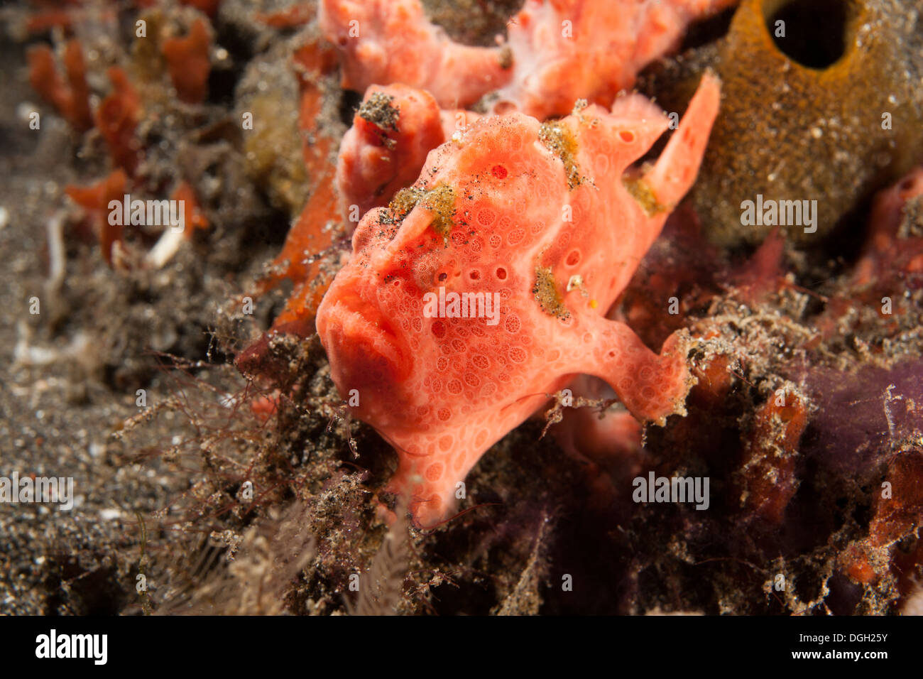 Painted Frogfish (Antennarius pictus), well camouflaged on a tropical ...