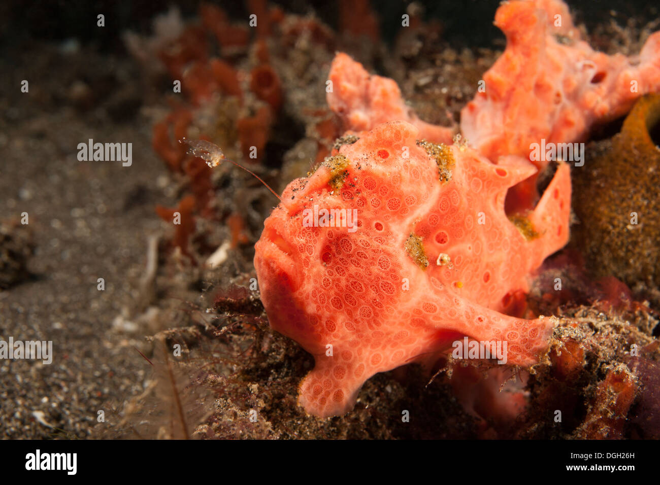 Painted Frogfish (Antennarius pictus), well camouflaged fishing with it ...