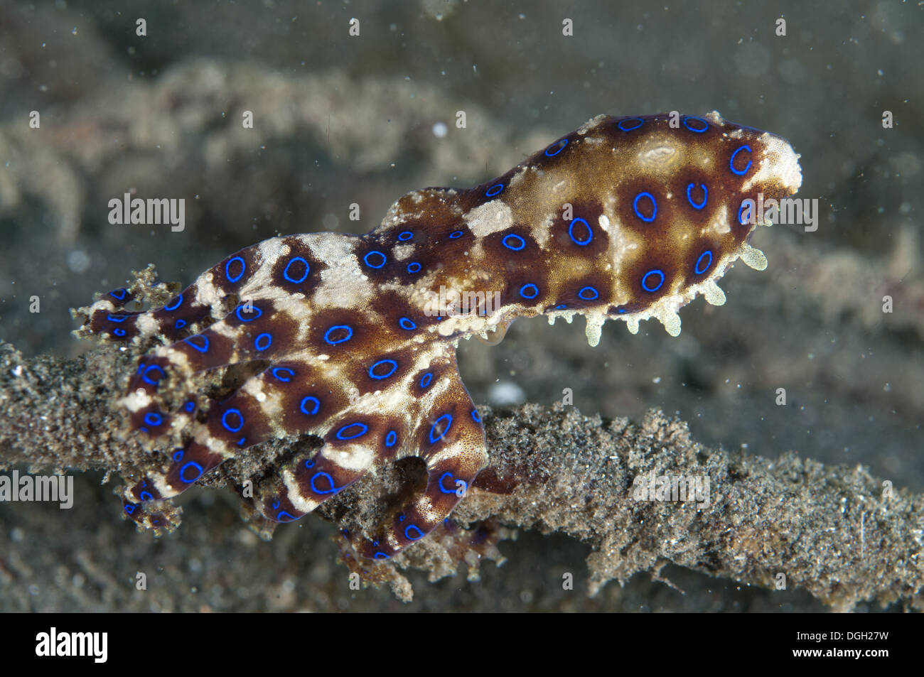 Greater Blue-ringed Octopus (Hapalochlaena lunulata) adult on black ...