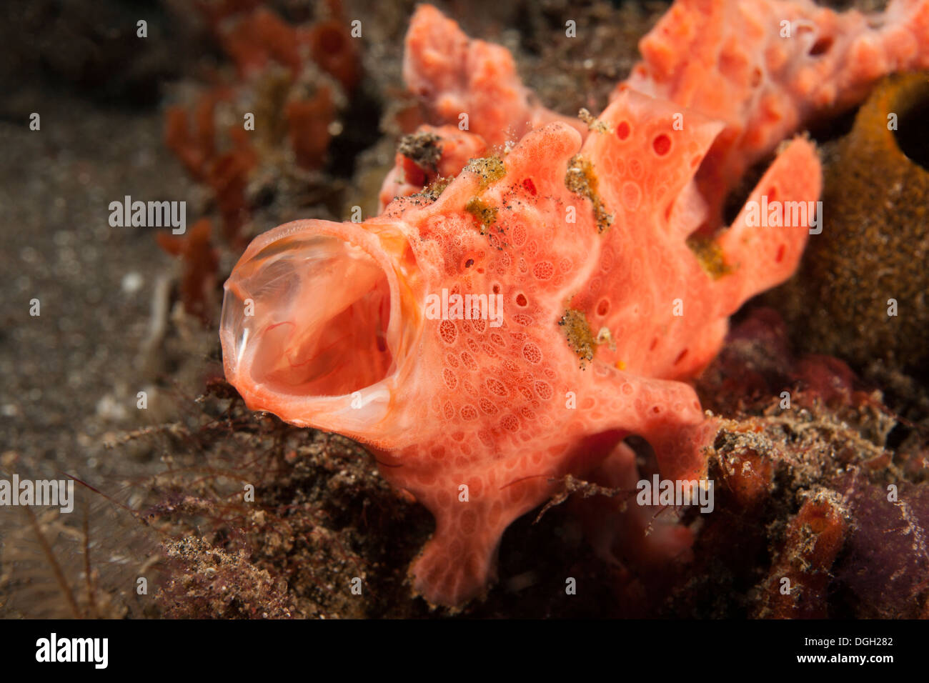 Painted Frogfish (Antennarius pictus), well camouflaged and yawning on ...