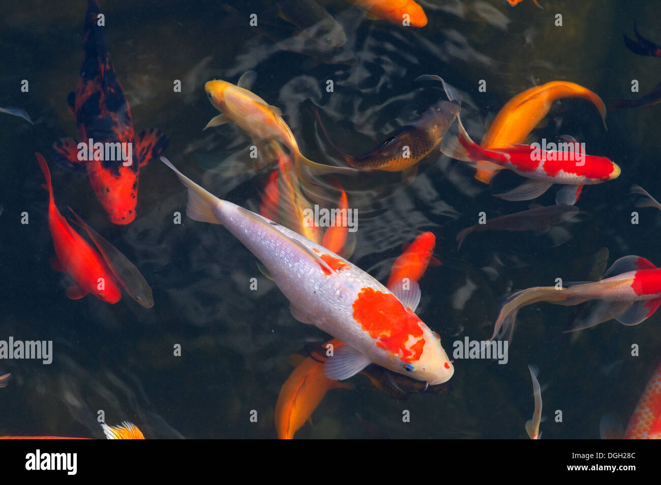Koi Carps Fish Japanese swimming (Cyprinus carpio) beautiful color ...