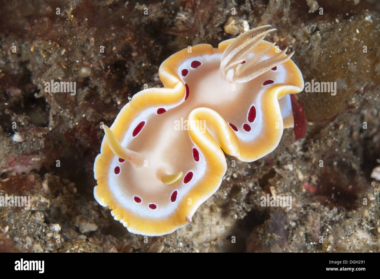 Glossodoris cruenta hi-res stock photography and images - Alamy