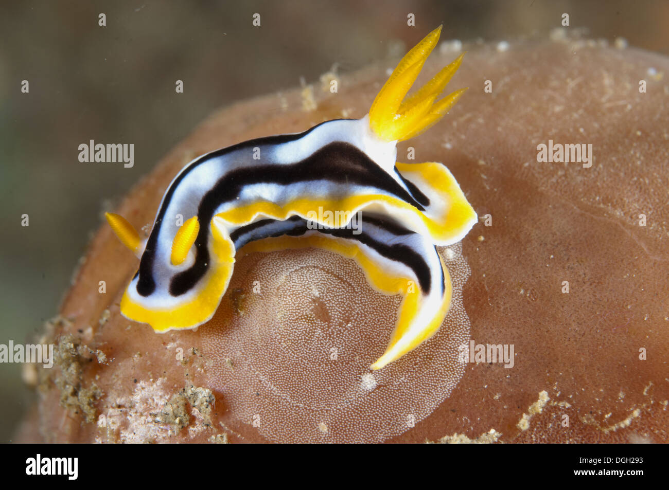 Magnificent chromodorid nudibranch hi-res stock photography and images ...