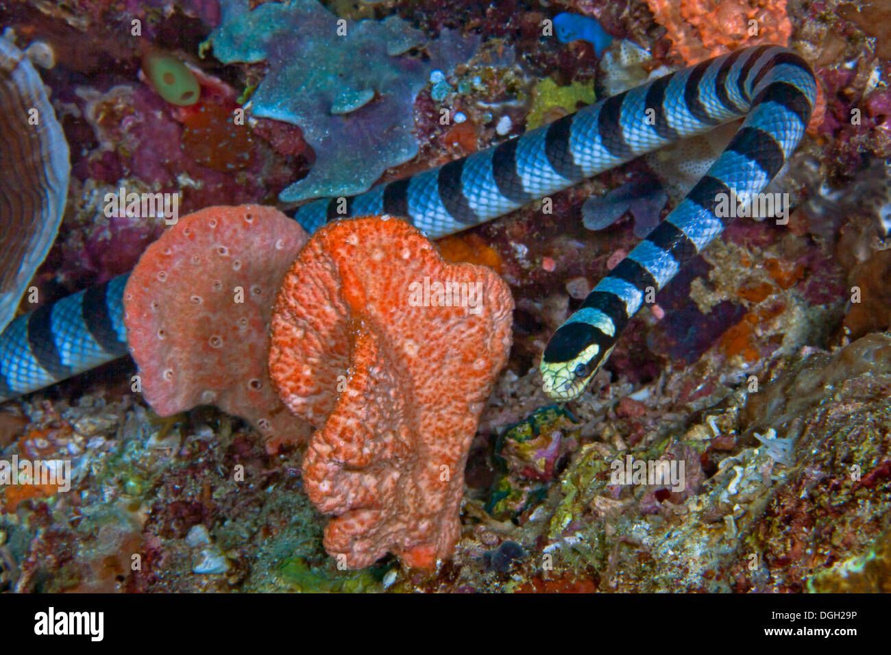Sea snake reef hi-res stock photography and images - Alamy