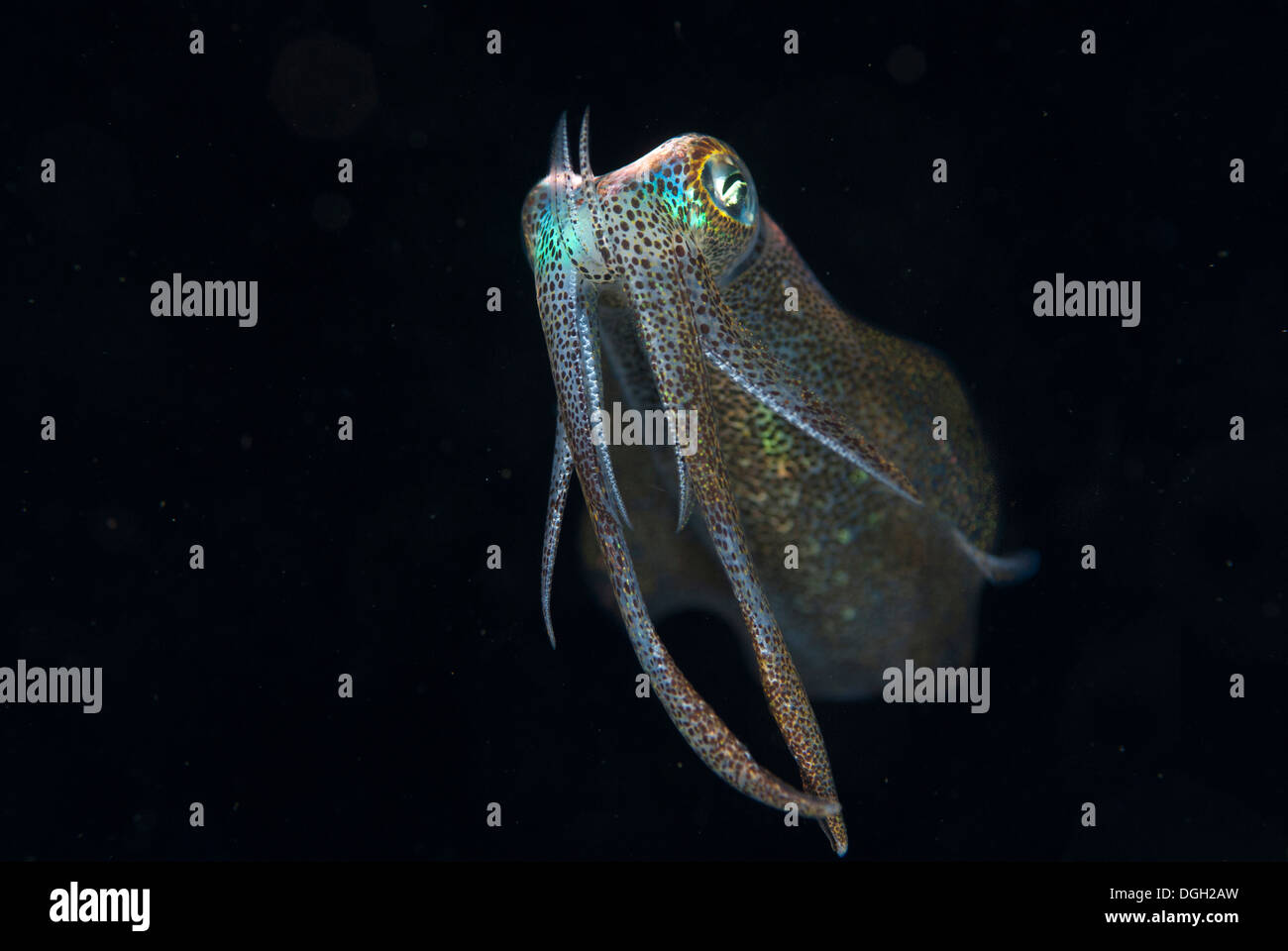 Bigfin Reef Squid (Sepioteuthis lessoniana) adult, at night, Lembeh ...
