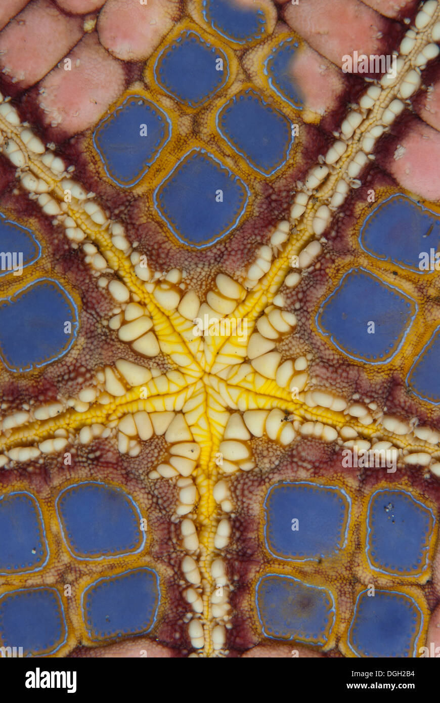 Underneath starfish hi-res stock photography and images - Alamy