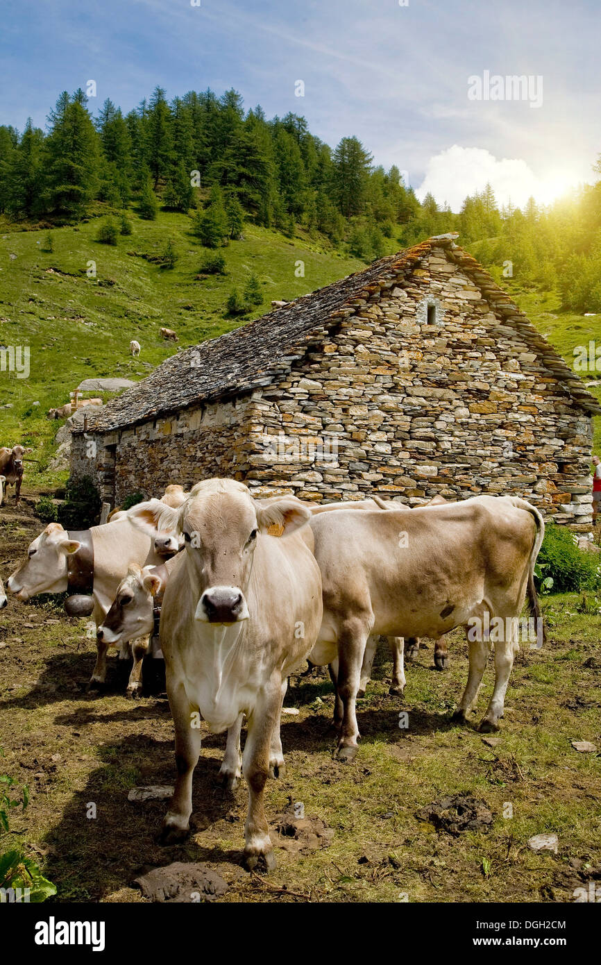 Cows outside stone barn Stock Photo - Alamy