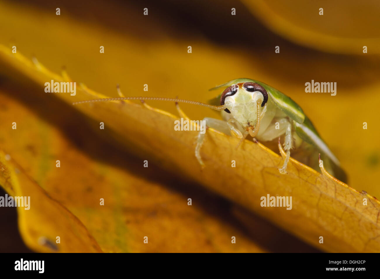 Green Banana Cockroach (Panchlora nivea) introduced species stowaway ...