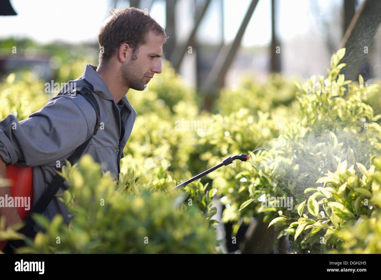 Young man spraying pesticide hi-res stock photography and images - Alamy
