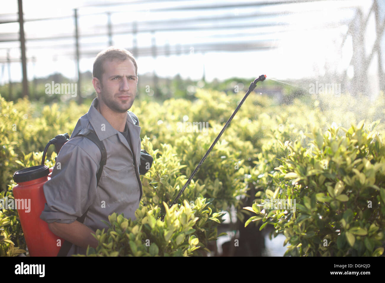 Young man spraying pesticide in plant nursery Stock Photo - Alamy