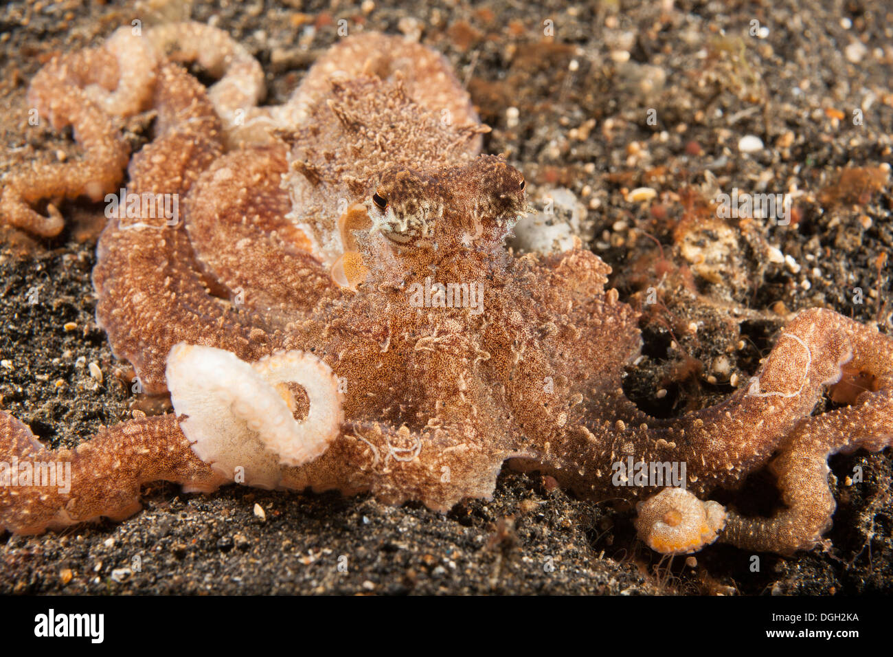 Long Arm Octopus (Octopus sp.), this as yet un-named and undescribed ...
