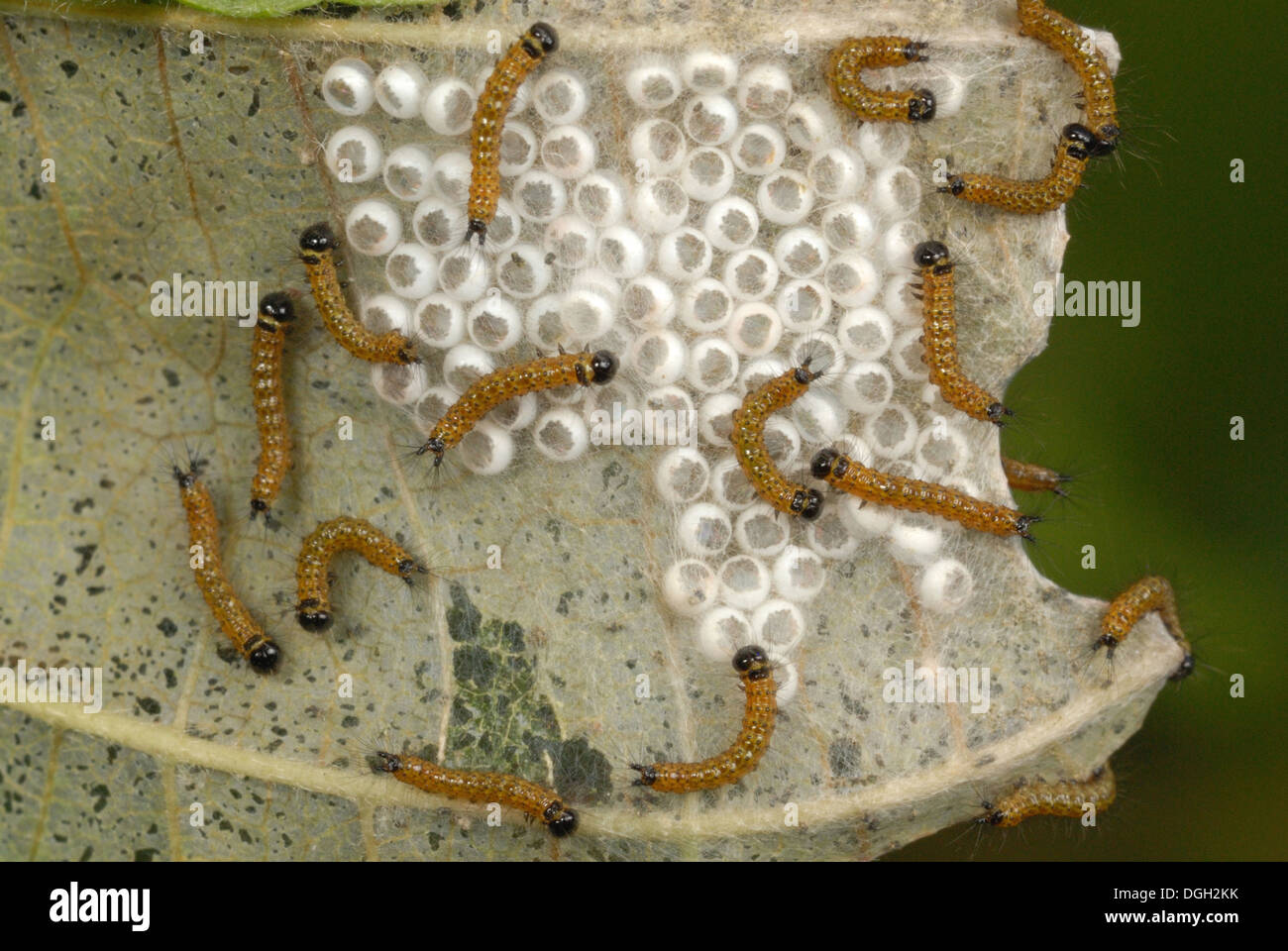 Buff-tip (Phalera bucephala) newly hatched caterpillars group feeding ...