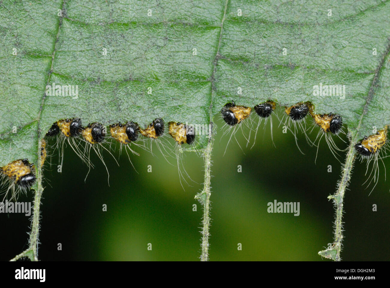 Buff tip moth larvae hi-res stock photography and images - Alamy