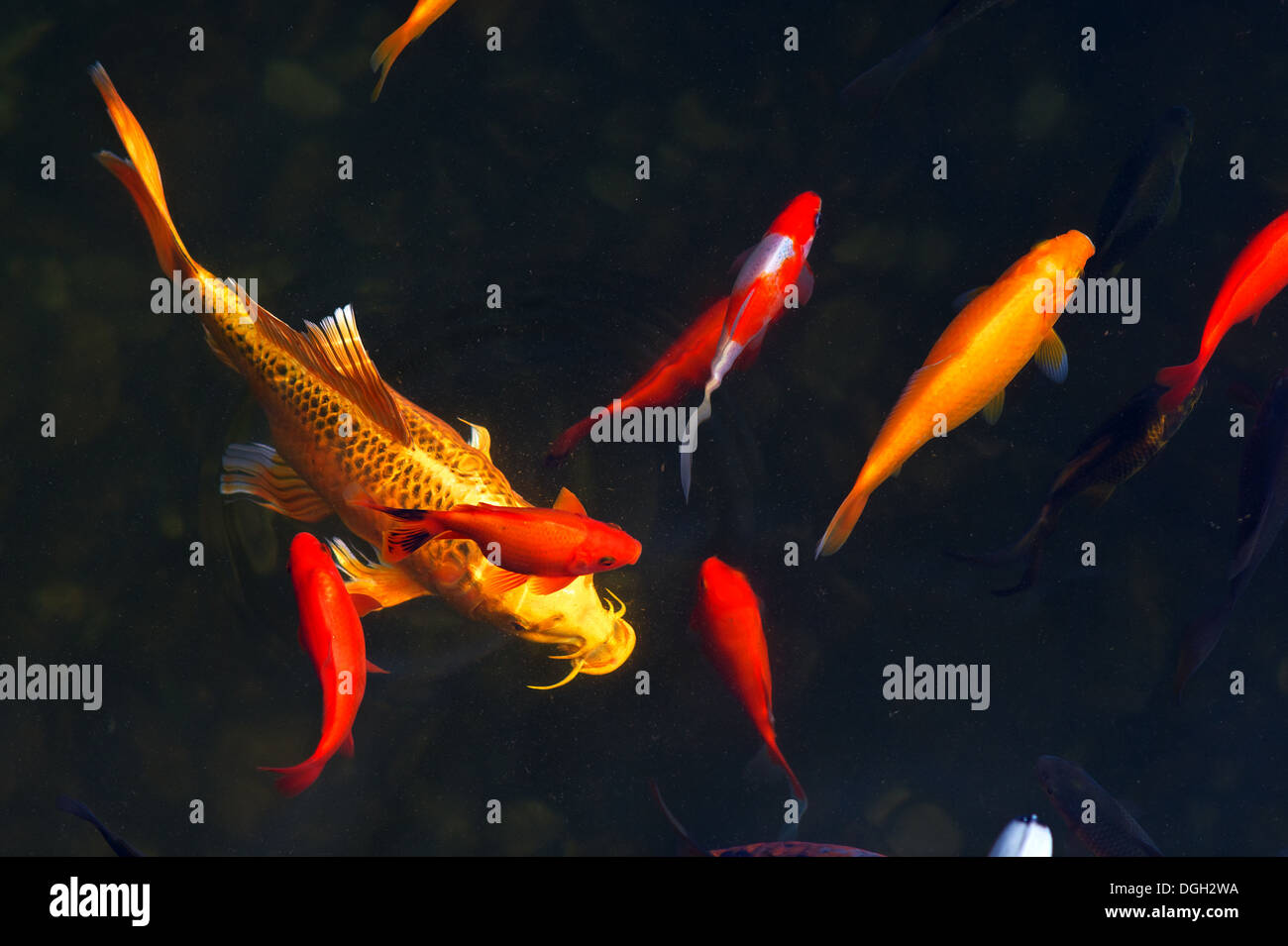 Koi Carps Fish Japanese swimming (Cyprinus carpio) beautiful color ...