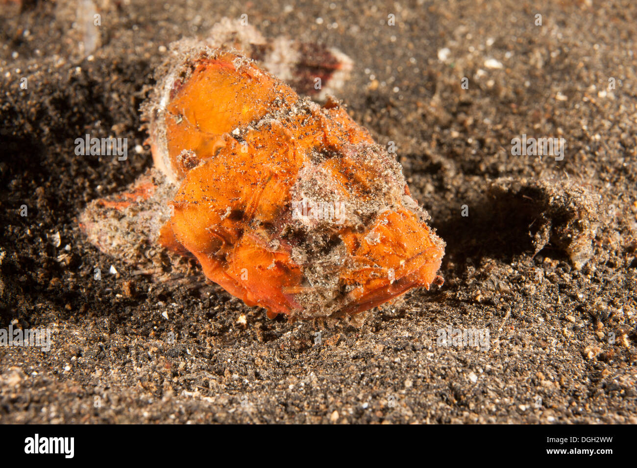 Flasher scorpionfish hi-res stock photography and images - Alamy