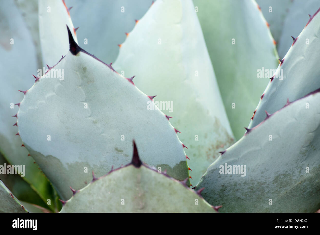 Parry's agave hi-res stock photography and images - Alamy