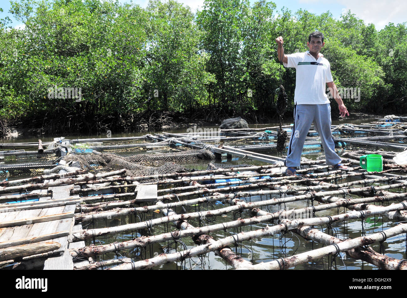 Aquaculture - Mussels Farming in Thailand (Krabi Stock Photo - Alamy