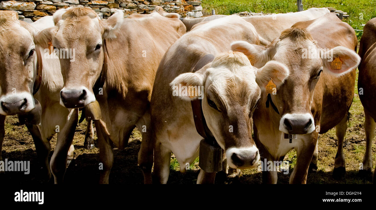 Four cows in a row Stock Photo - Alamy