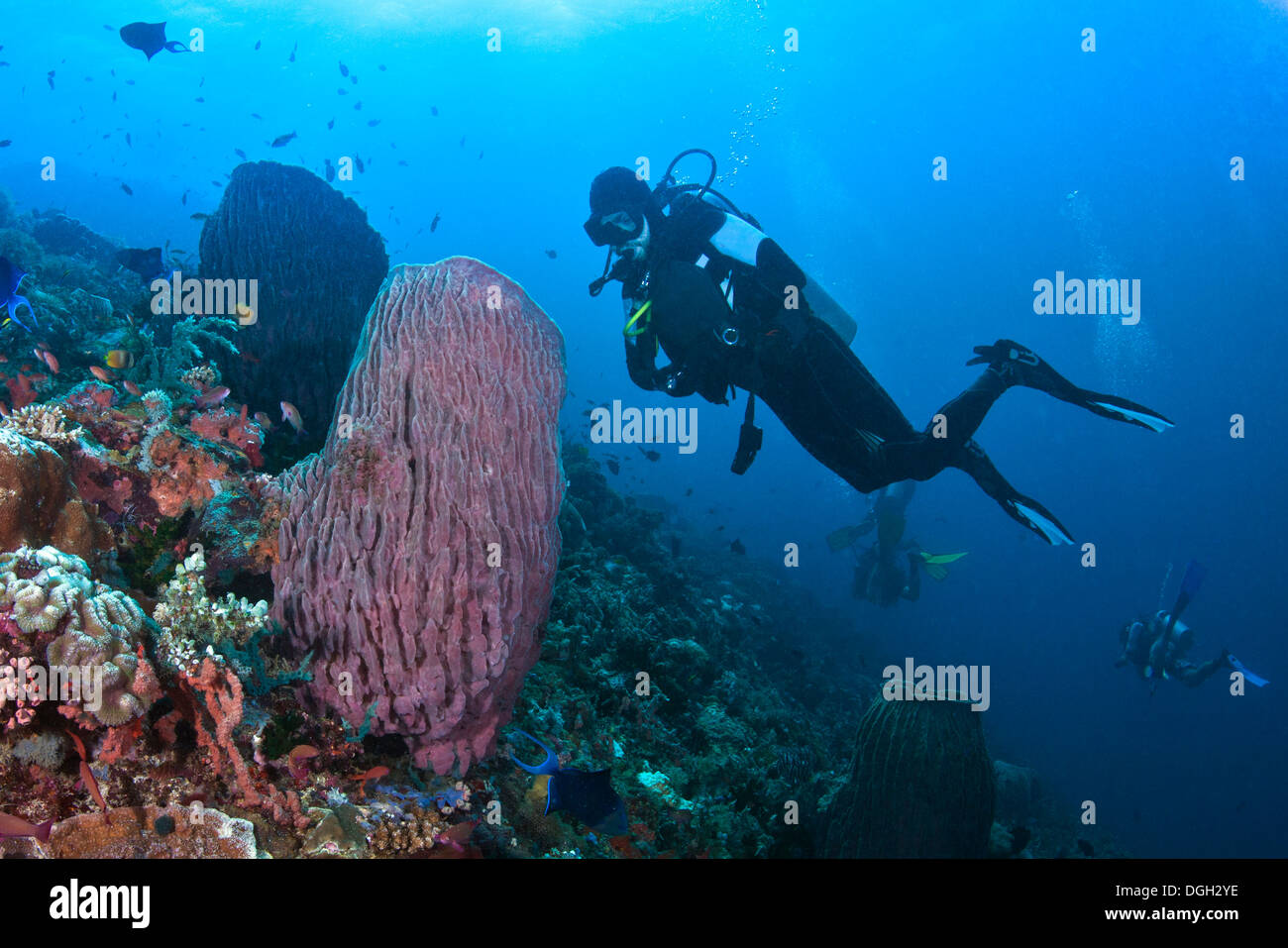 Scuba diving gazes into barrel sponge at Verde Island, Philippines ...