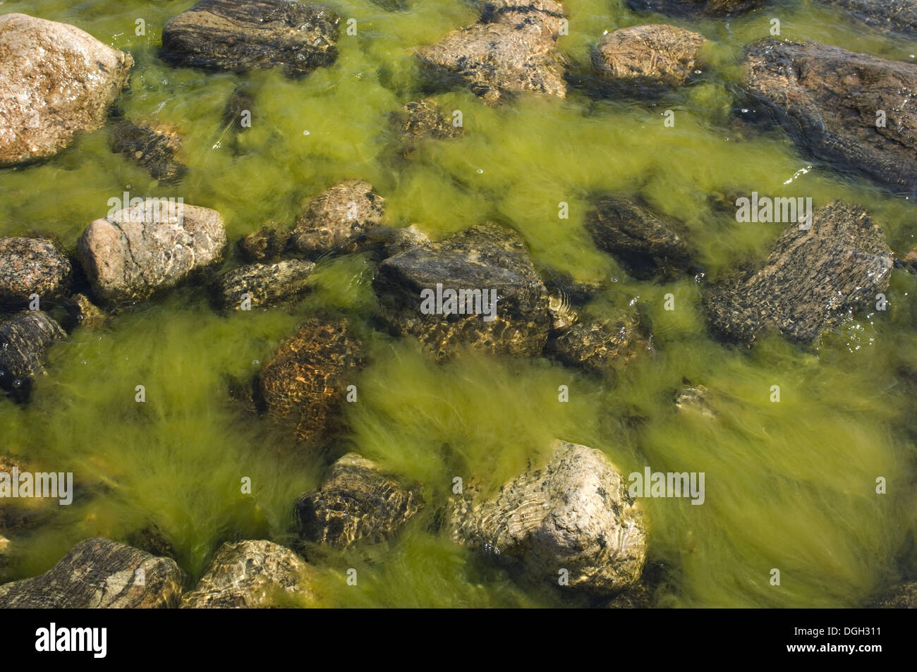 Algae amongst rocks in brackish water, High Coast, Gulf of Bothnia ...