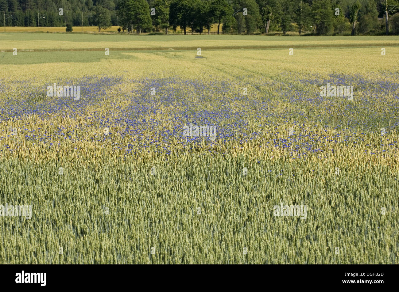 Cornflower (Centaurea cyanus) flowering, growing as weed in wheat field ...