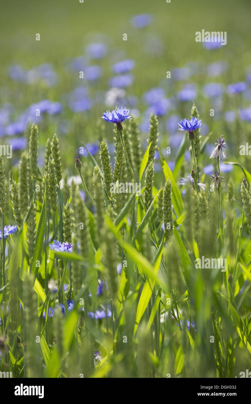 Cornflower (Centaurea cyanus) flowering mass, growing as weed in wheat ...