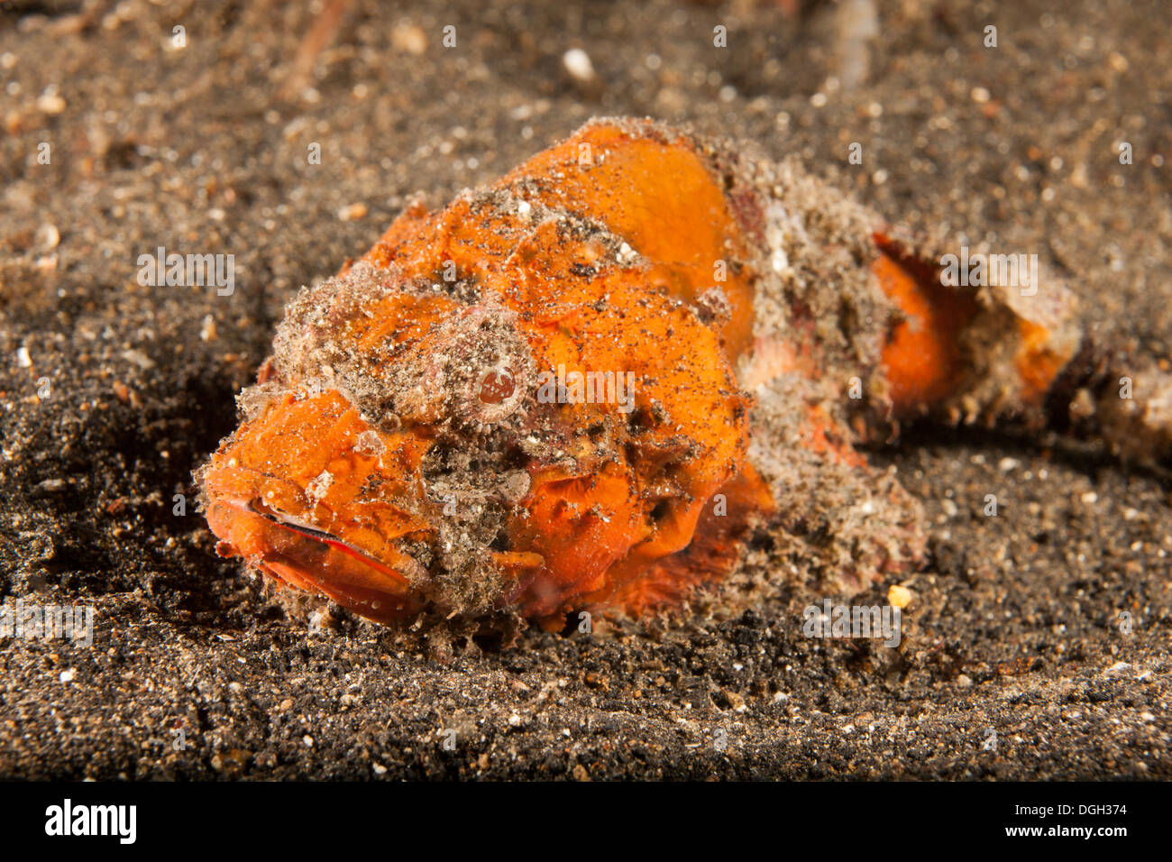 Flasher Scorpionfish (Scorpaenopsis macrochir) resting on a black sand ...