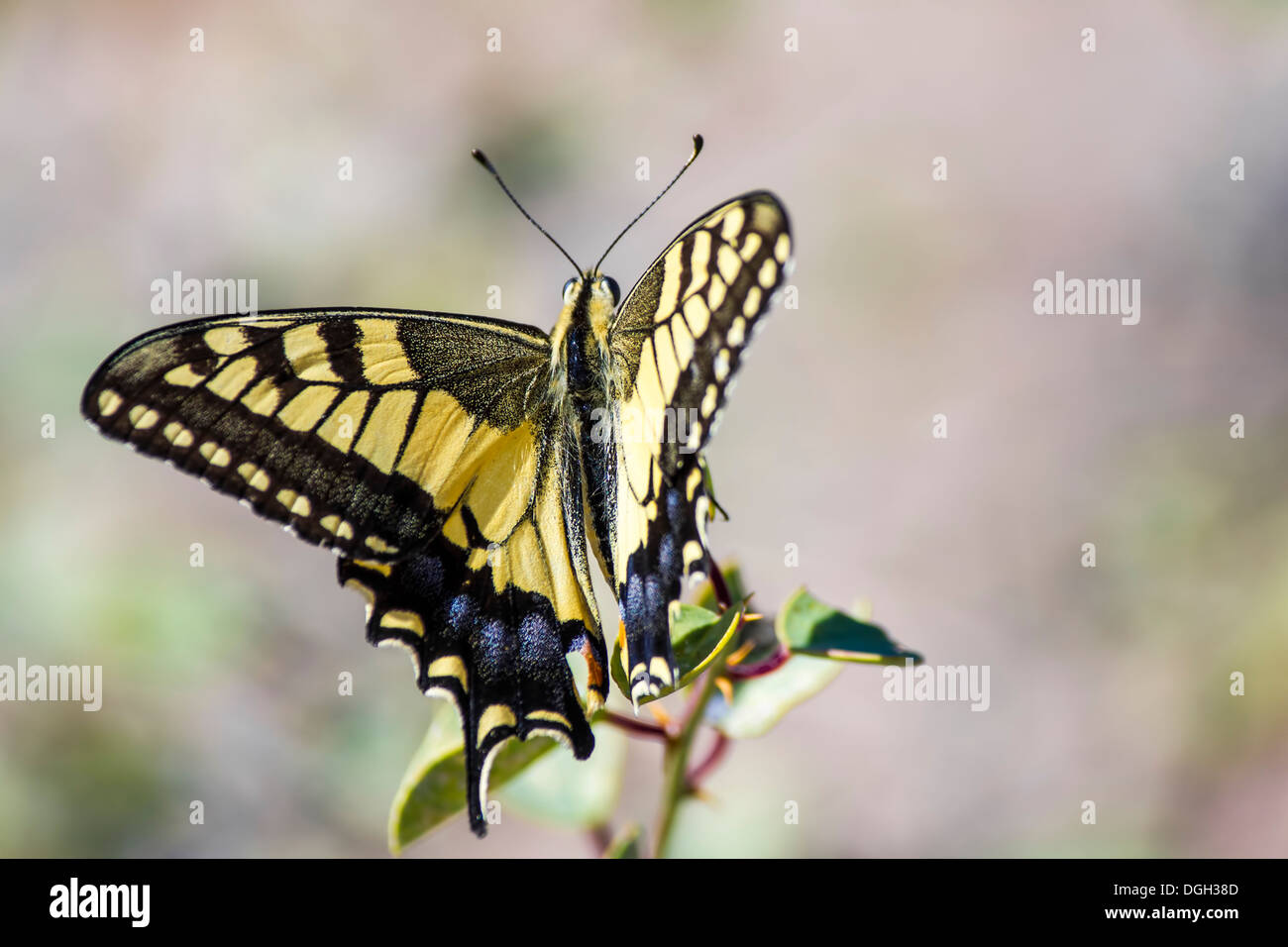 Western Tiger Swallowtail (Papilio rutulus Stock Photo - Alamy