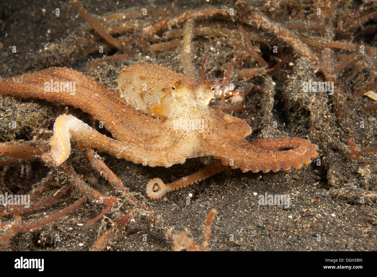 Long arm octopus hi-res stock photography and images - Alamy