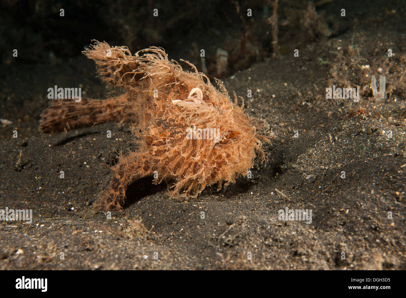 Striated Frogfish (Antennarius striatus), hairy variation, also known ...