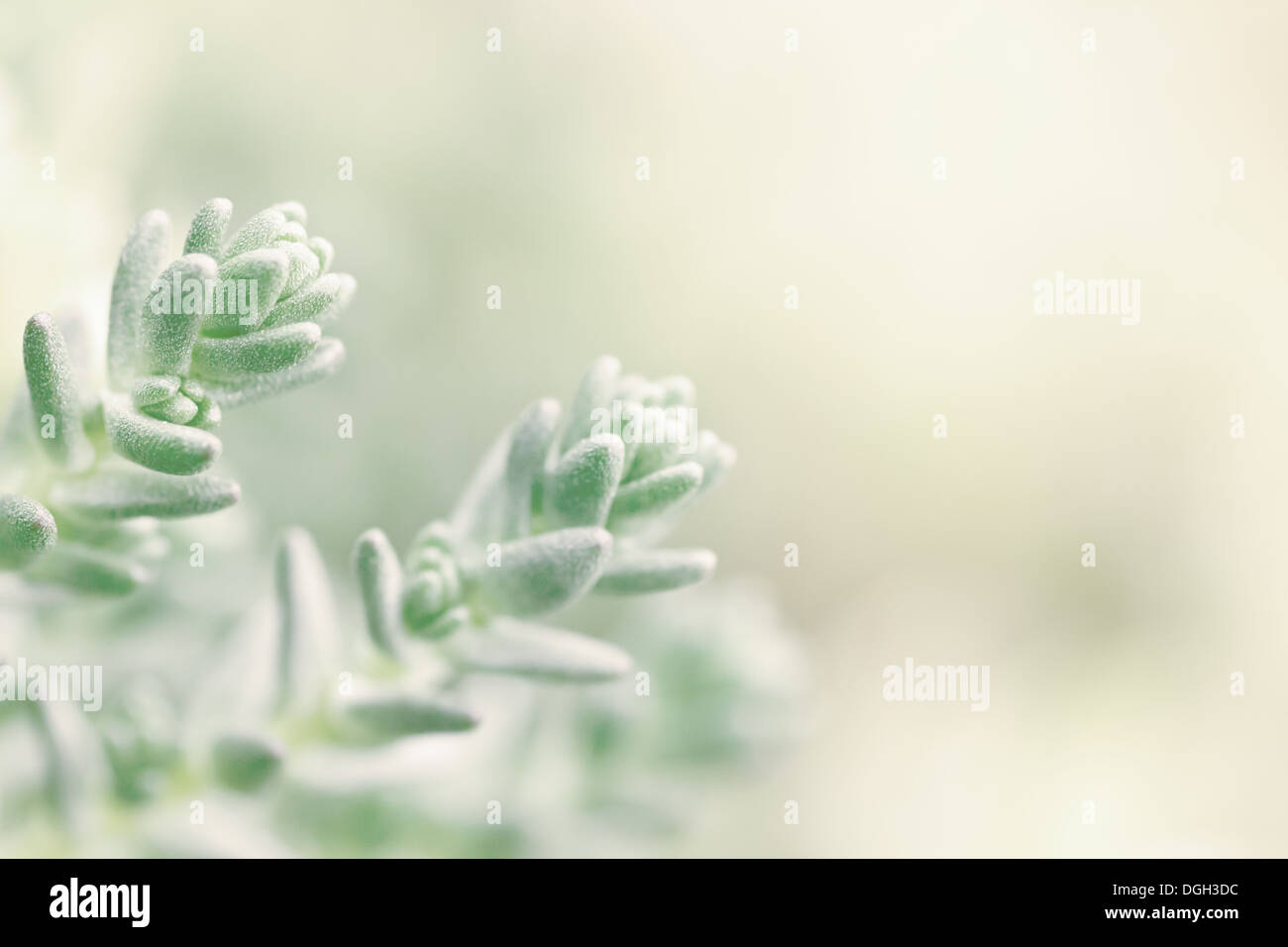 Macro photograph of a small plant Stock Photo - Alamy