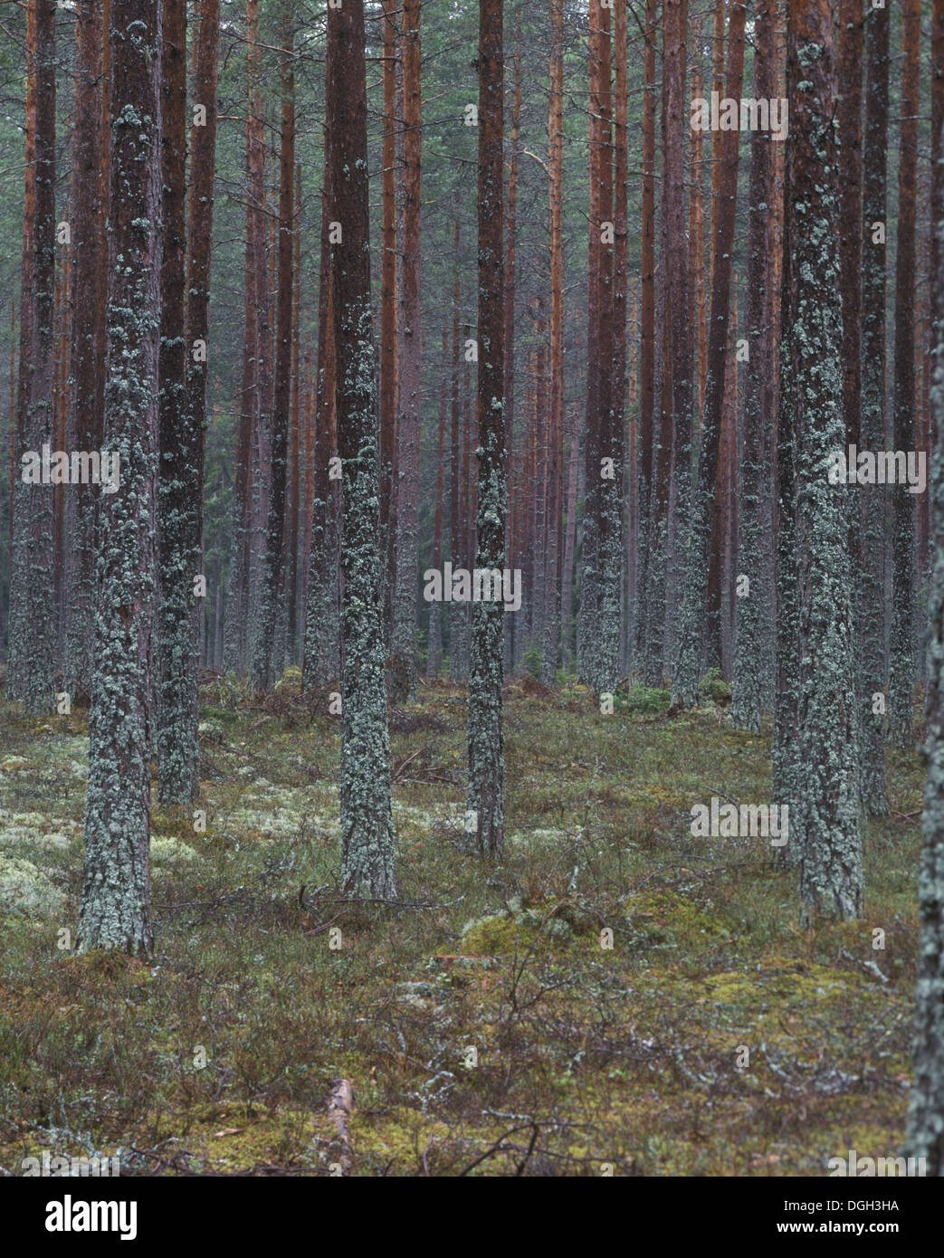 Woodlandstree hi-res stock photography and images - Alamy