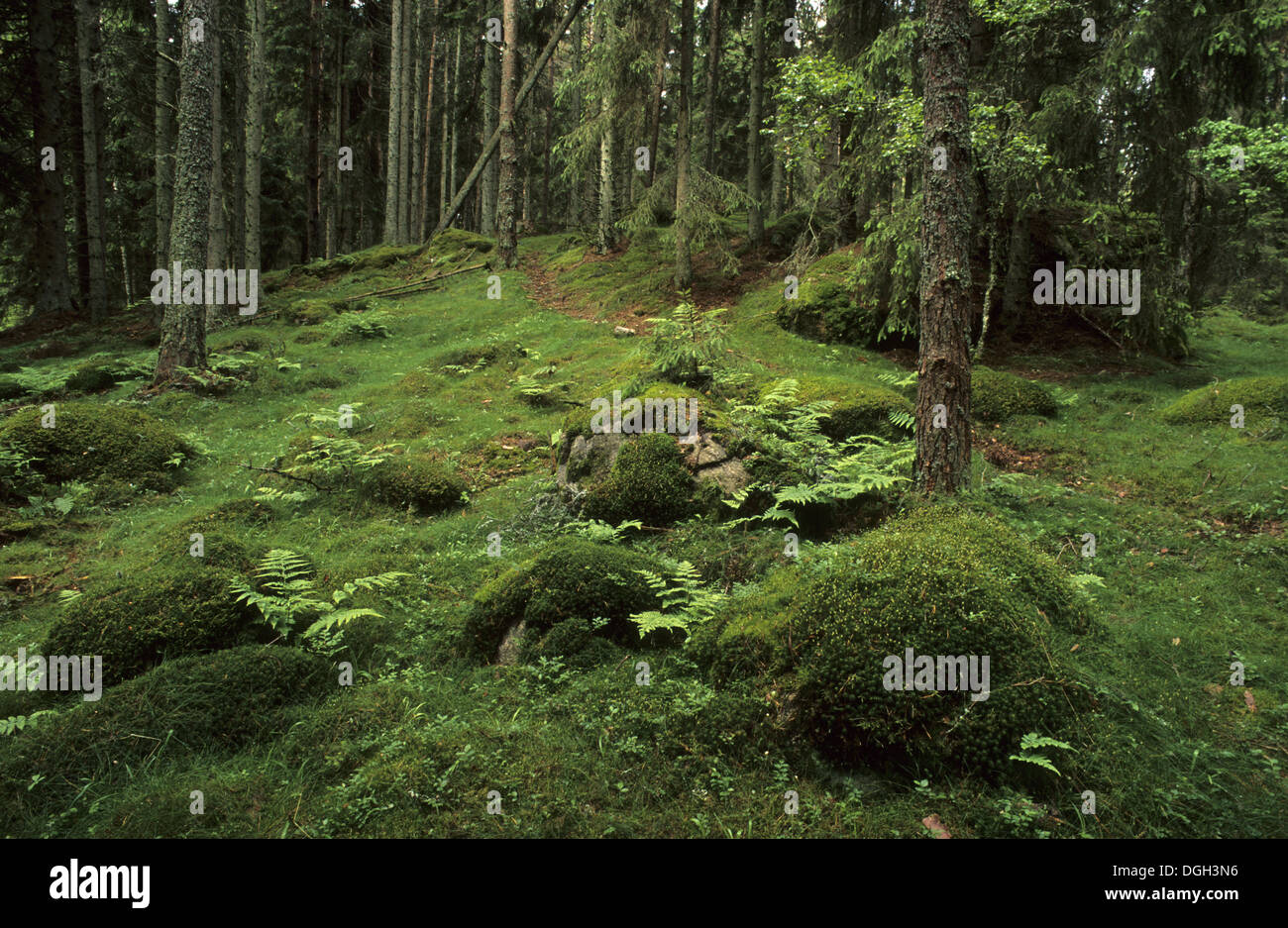 Ancient boreal coniferous forest, interior with moss covered rocks and ...