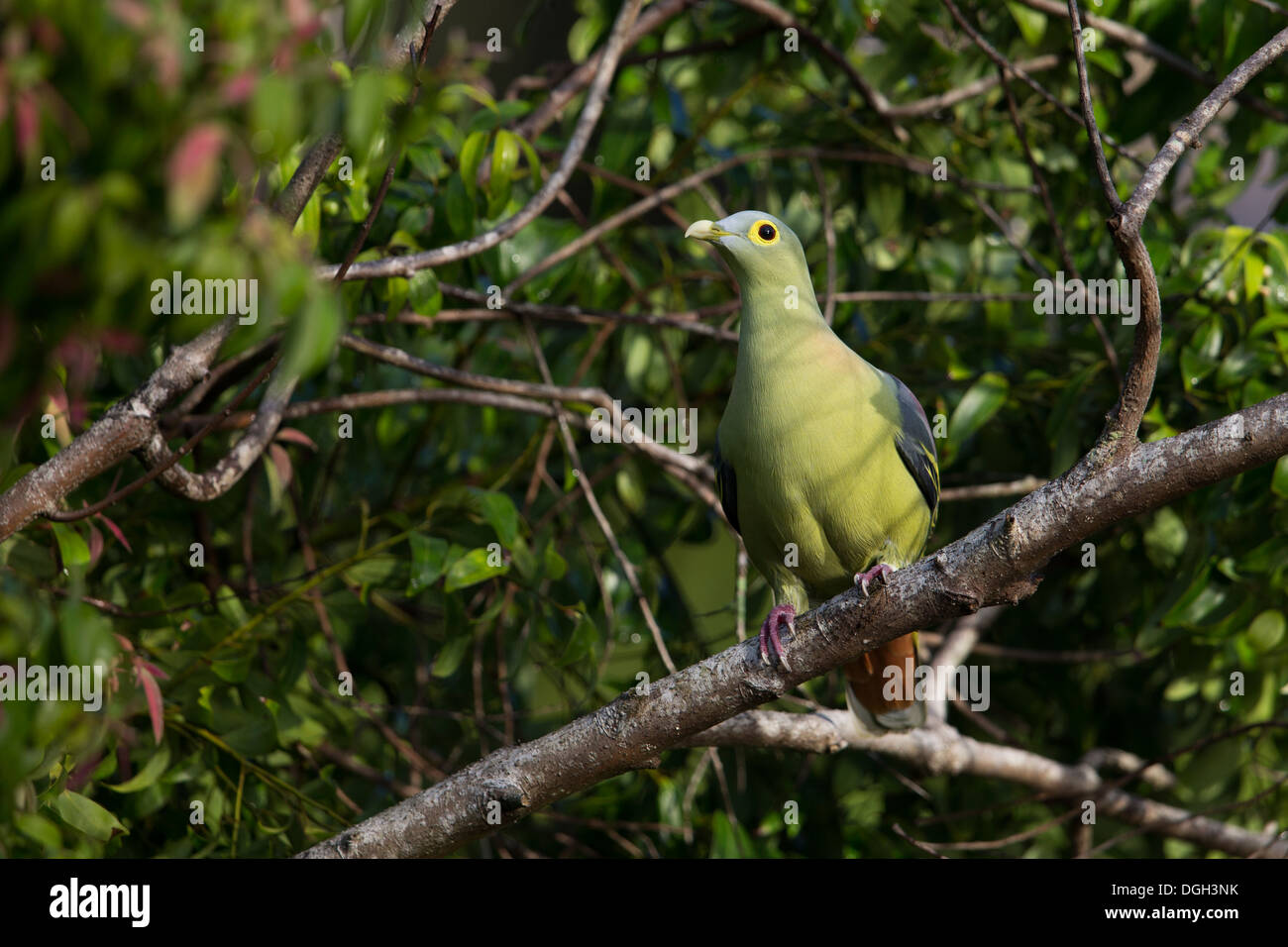Gray-cheeked Pigeon (Treron griseicauda wallacei), male foraging in a ...