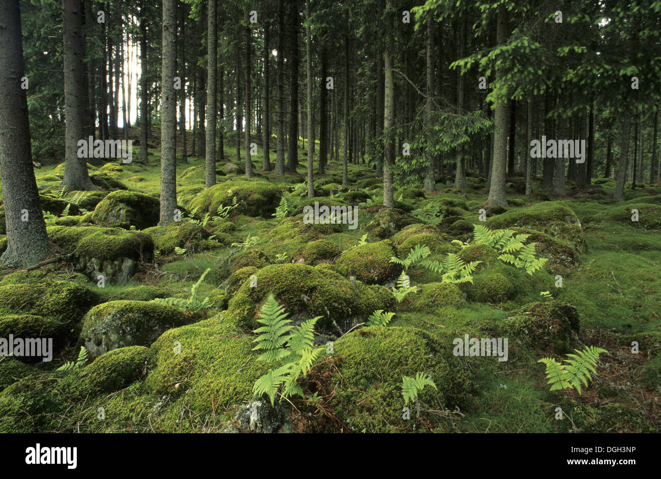 Ancient boreal coniferous forest, interior with moss covered rocks and ...