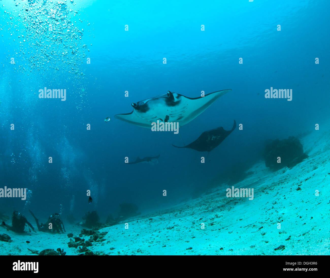 Scuba divers watch manta rays at cleaning station in Raja Ampat ...