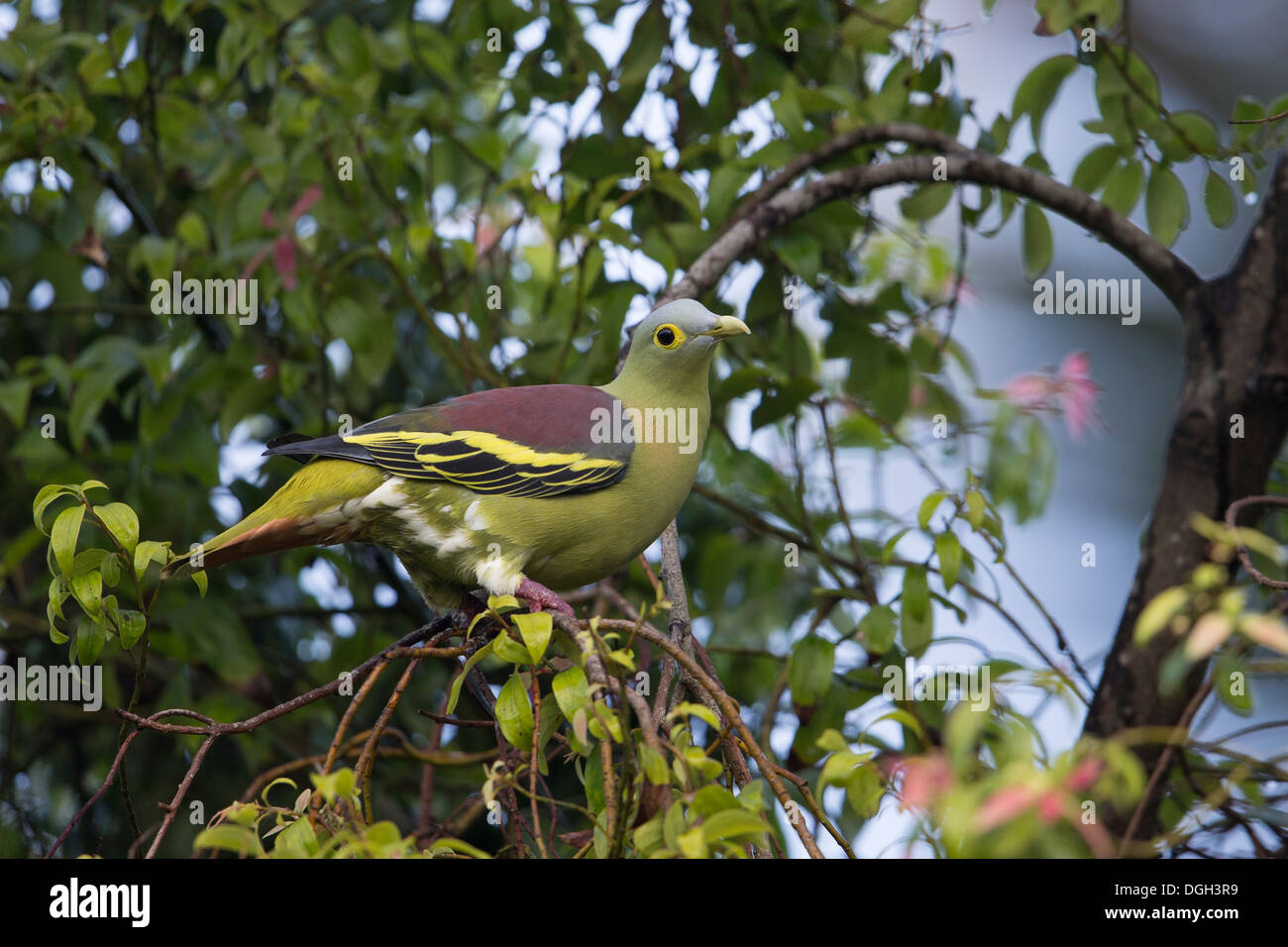 Gray-cheeked Pigeon (Treron griseicauda wallacei), male foraging in a ...