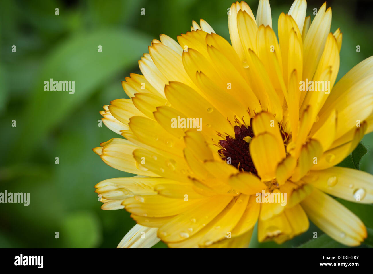 Pot marigold yellow flower hi-res stock photography and images - Alamy