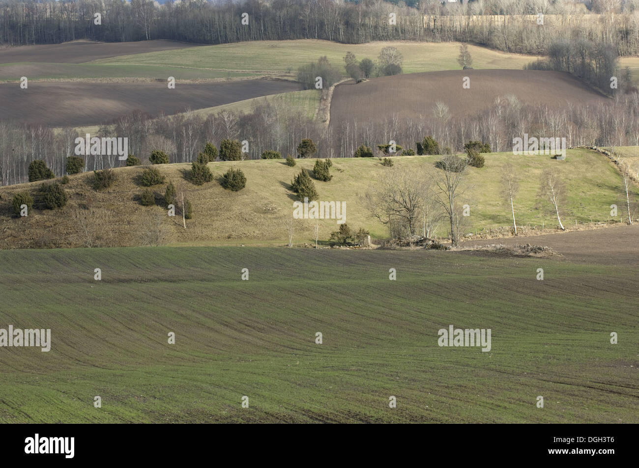 Common Juniper (Juniperus communis) habit, growing on ridge in arable ...