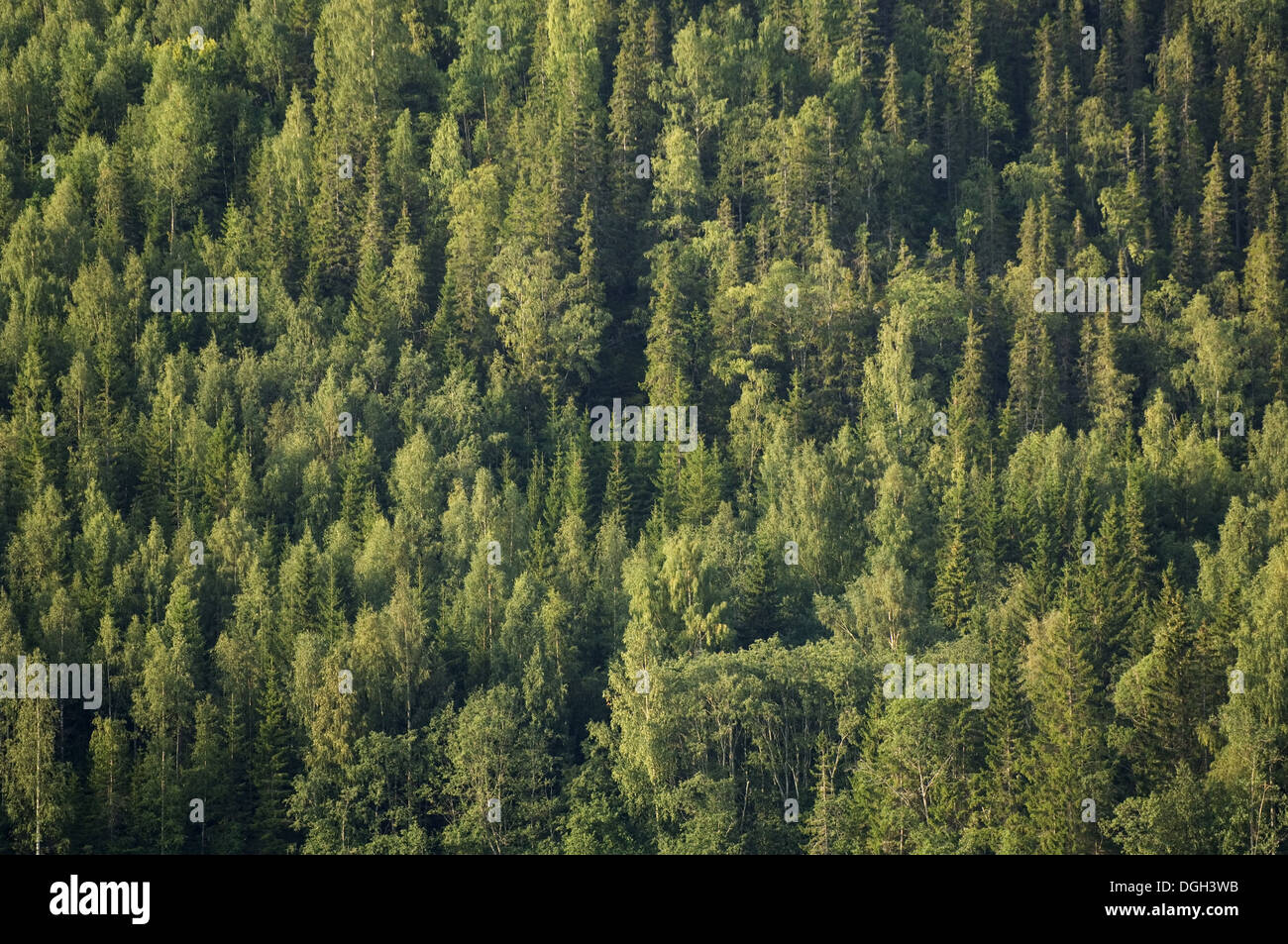 Norway Spruce (Picea abies) boreal forest habitat, Sweden Stock Photo ...