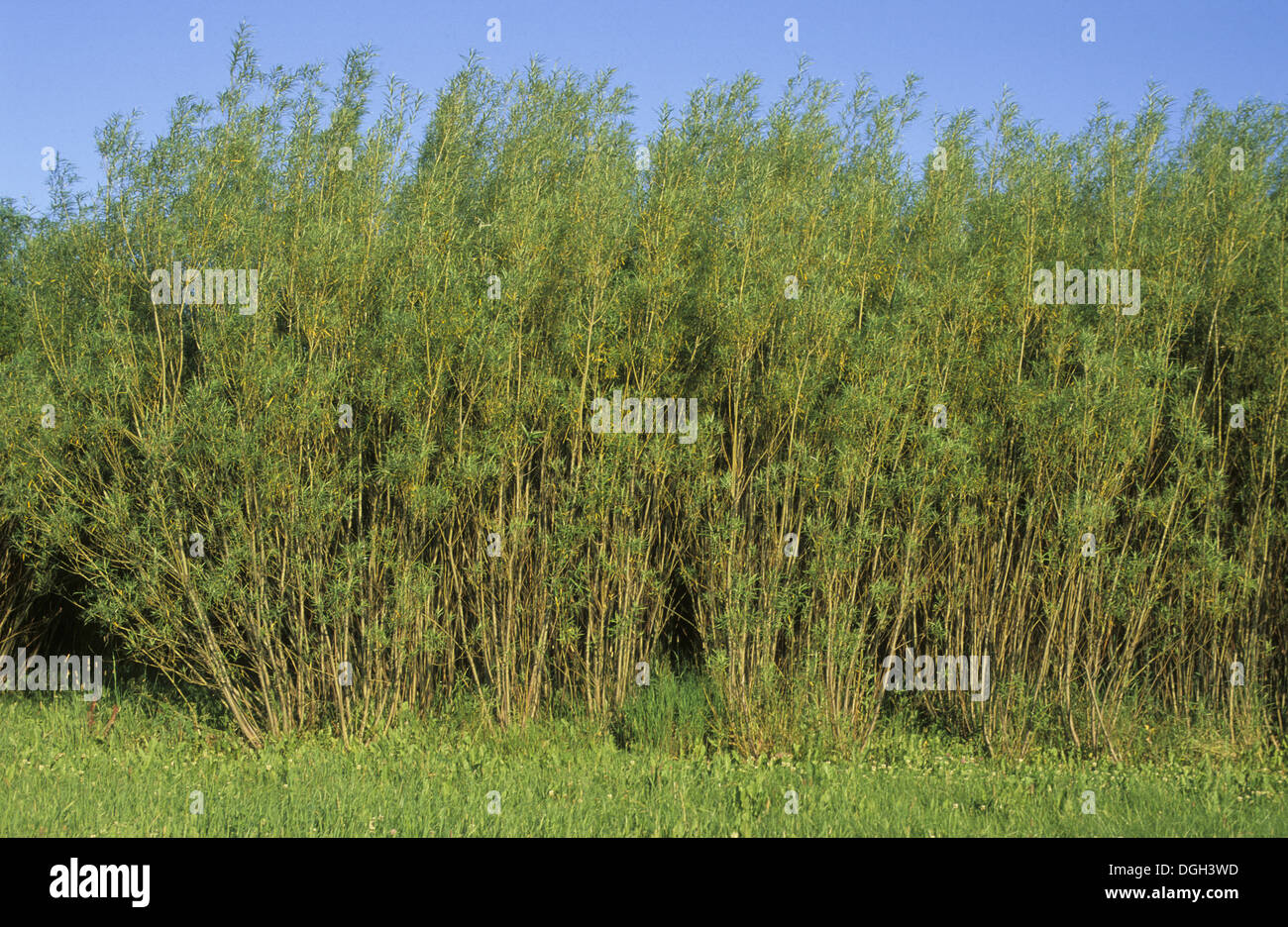 Willow (Salix sp.) biomass withy crop, in young leaf, Sweden Stock ...