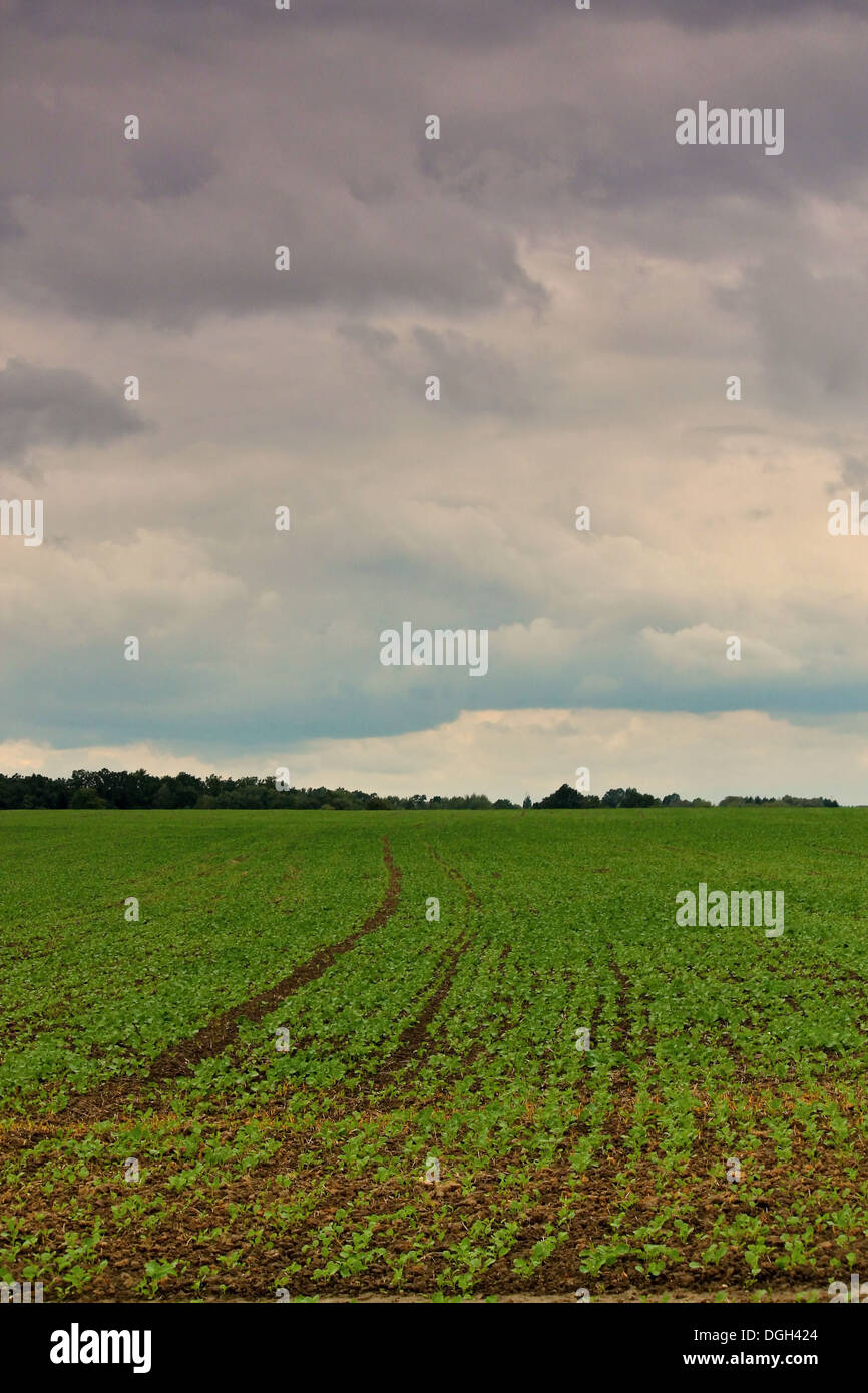 Rapa seed hi-res stock photography and images - Alamy