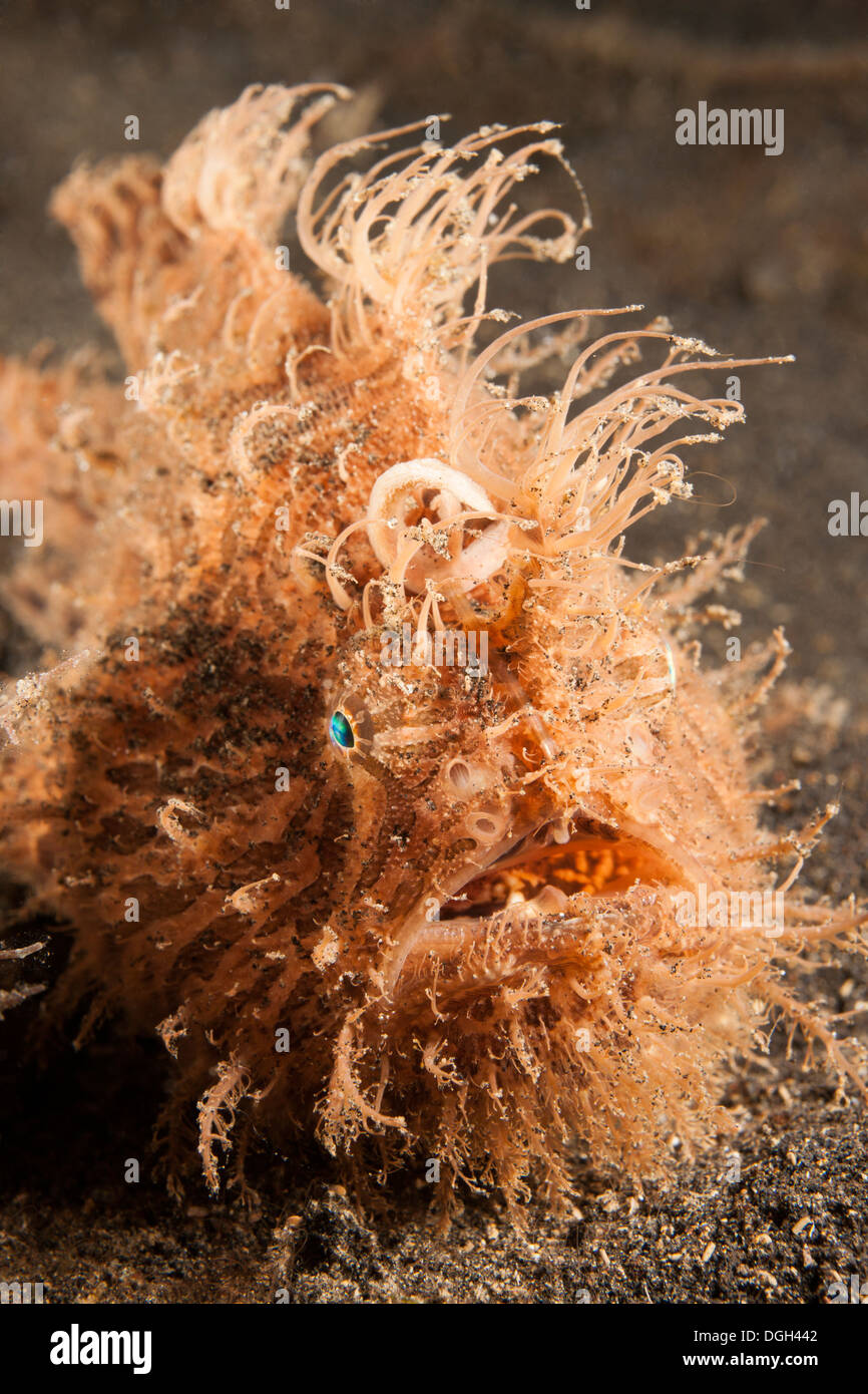 Striated Frogfish (Antennarius striatus), hairy variation, also known ...