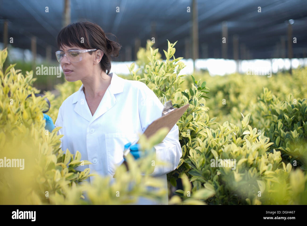 Scientist inspecting plants in plant nursery Stock Photo - Alamy