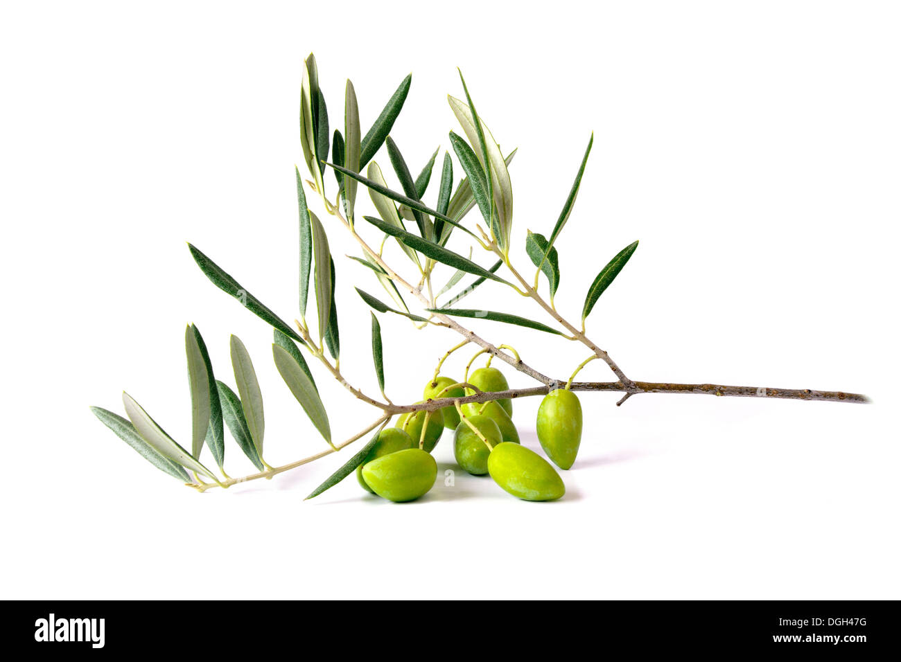 Olive's branch with leaves and olives on a white background Stock Photo ...